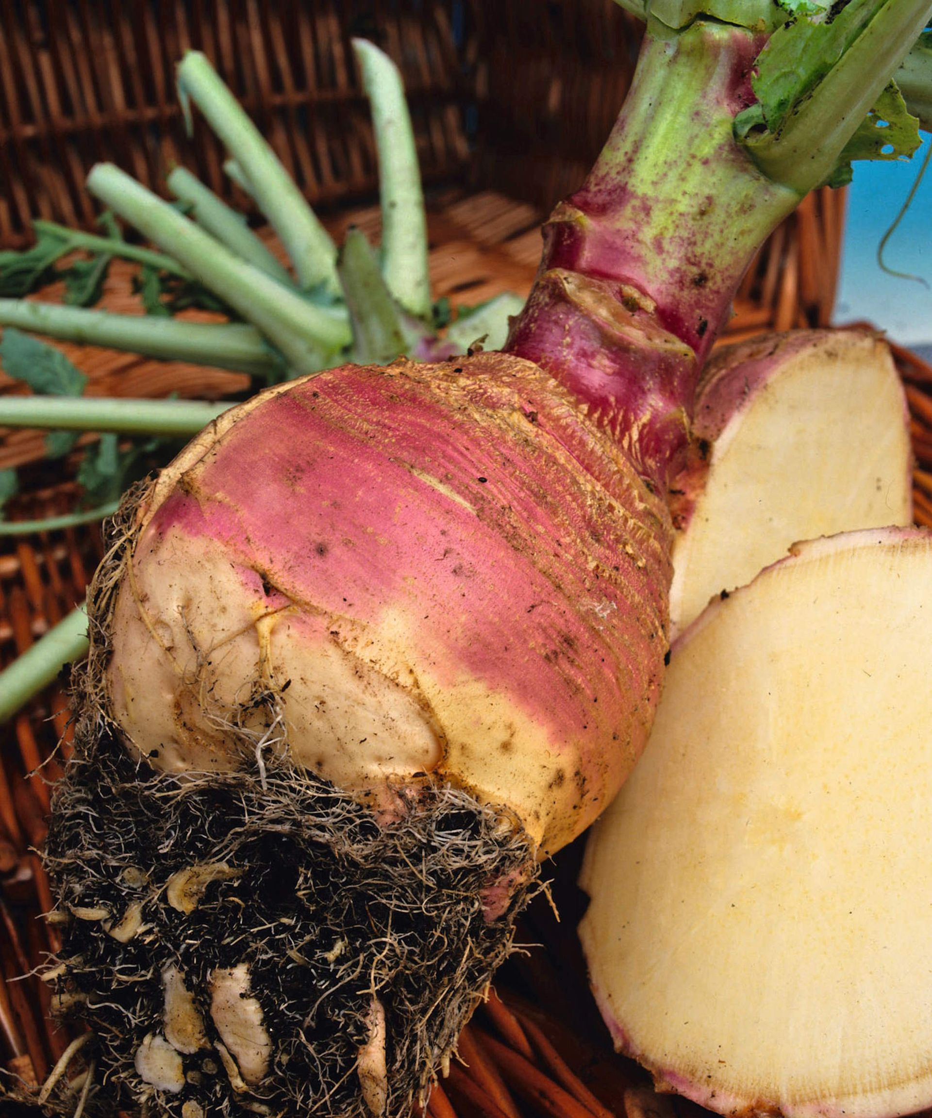 How to grow rutabaga - expert tips for bumper harvests | Homes and Gardens