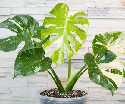Best variegated indoor plants: 4 varieties | Homes and Gardens