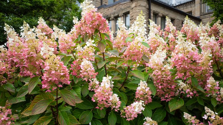 How To Grow Fire Light Hydrangea For A Bright Blaze Of Color ...
