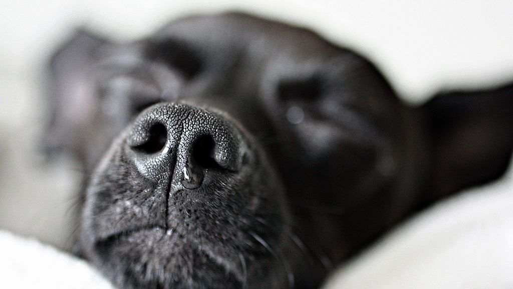 32 little known facts about cats and dogs | PetsRadar