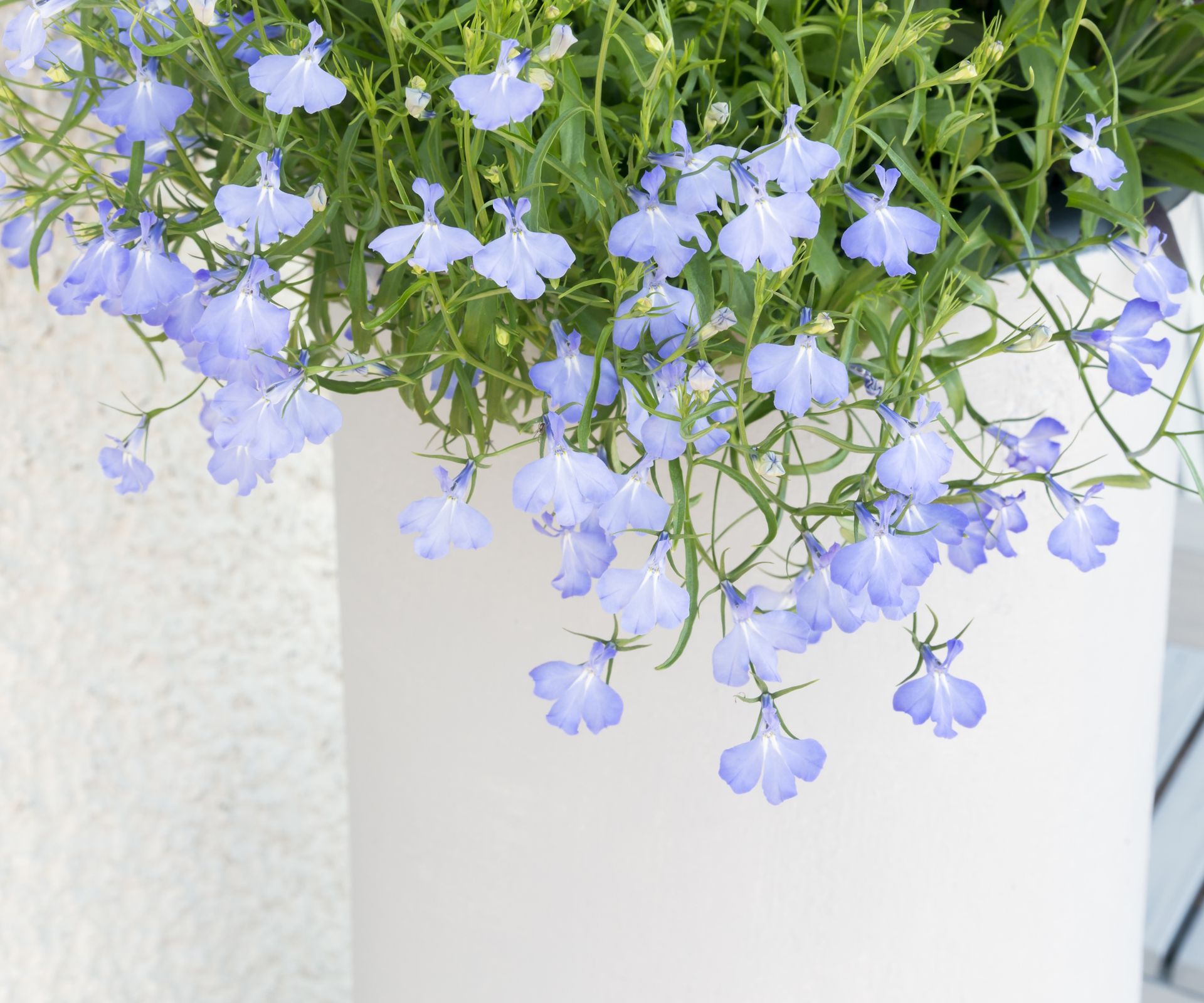 How to grow blue lobelia, a stunning color in the garden | Homes and ...