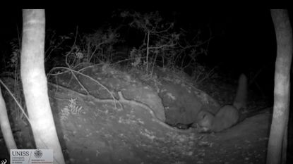 'Striking' footage captures the moment a red fox preys on a wolf pup ...