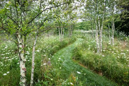 Tree landscaping ideas for planting a beautiful space | Livingetc