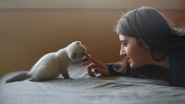 How to socialize a kitten: teach your young cat good manners | PetsRadar