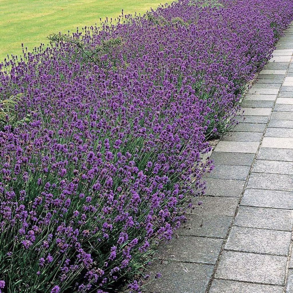 Growing Munstead Lavender – Gorgeous Fragrance Guaranteed! | Gardening ...