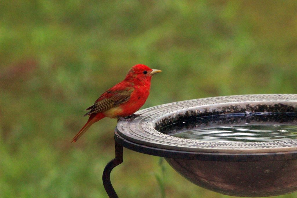 Bird bath ideas: 10 styles to add to your garden | Homes and Gardens