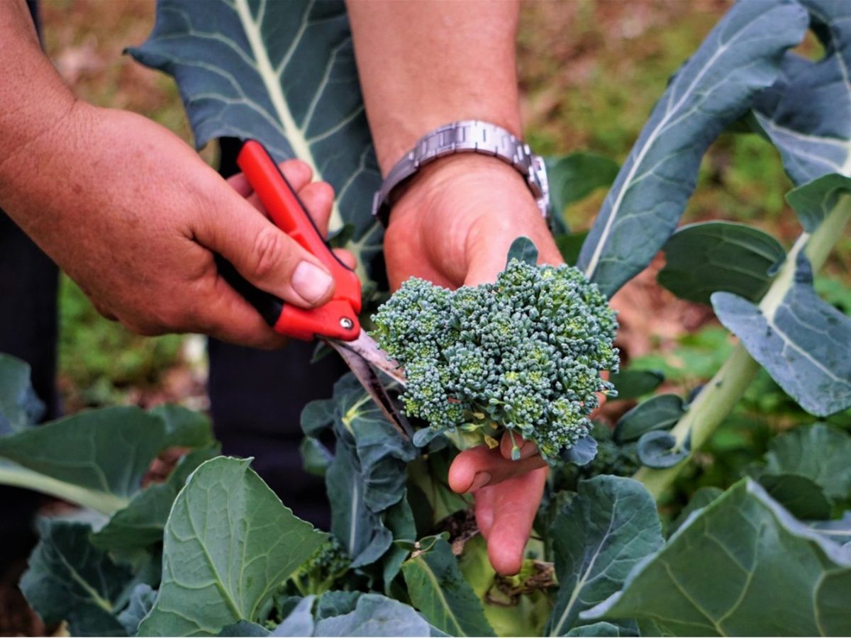 Learn How And When To Harvest Broccoli | Gardening Know How