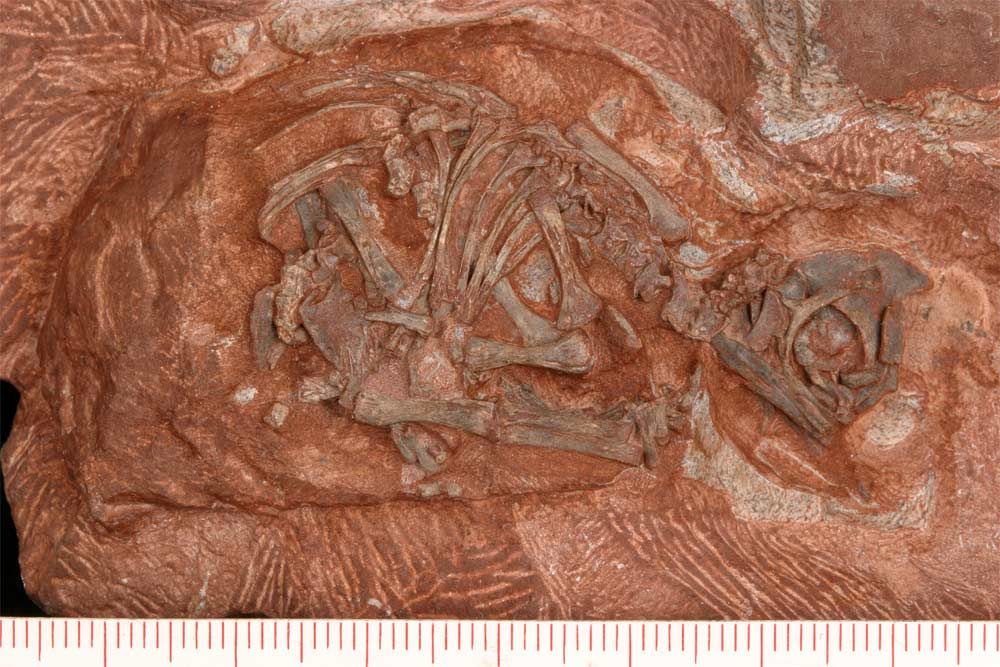Oldest Dinosaur 'Nursery' Discovered | Live Science