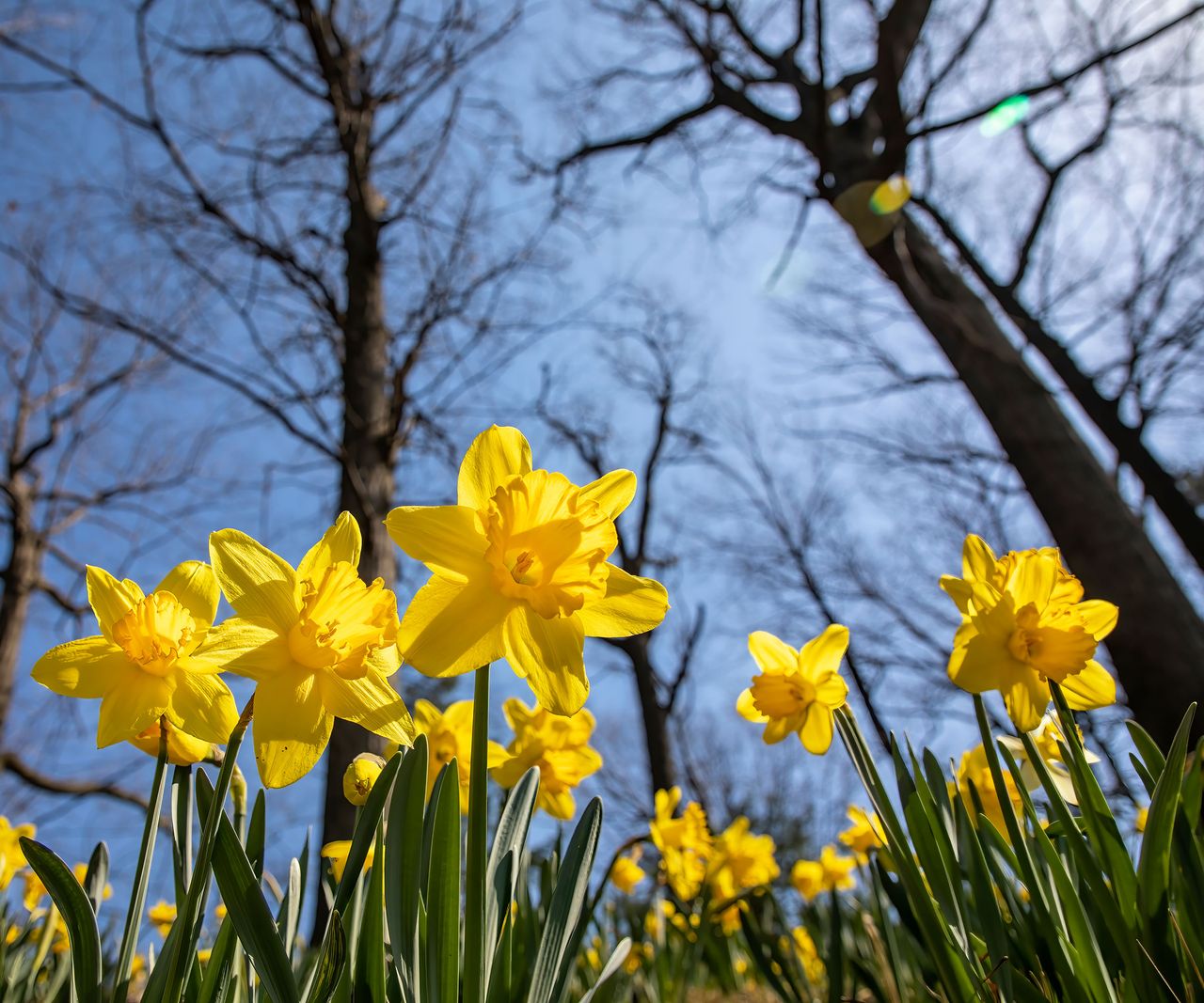 How & When To Divide Daffodils For More Sunny Spring Color | Gardening ...
