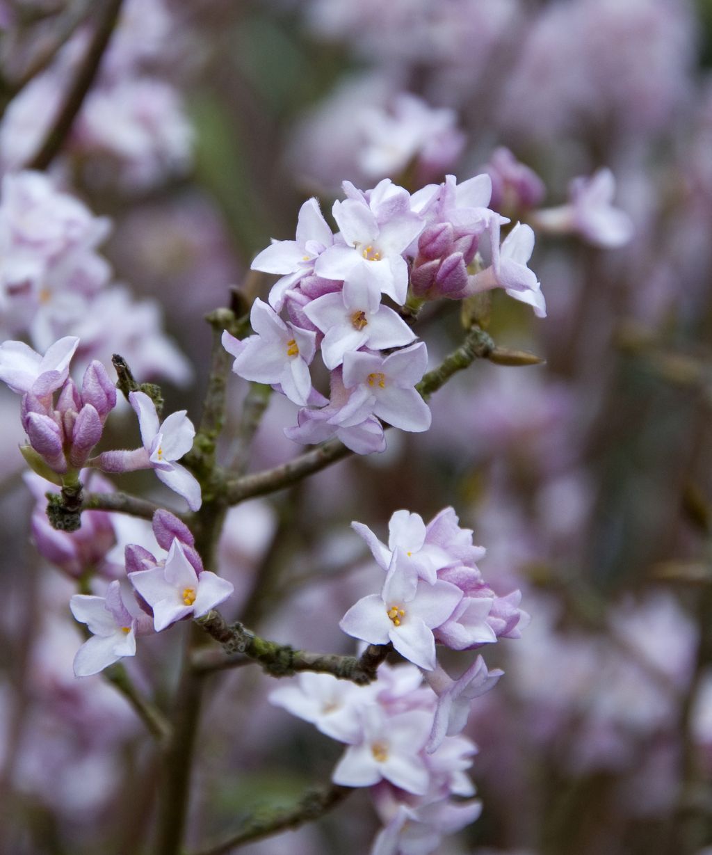 Best winter flowering shrubs: 11 picks for seasonal blooms | Gardeningetc