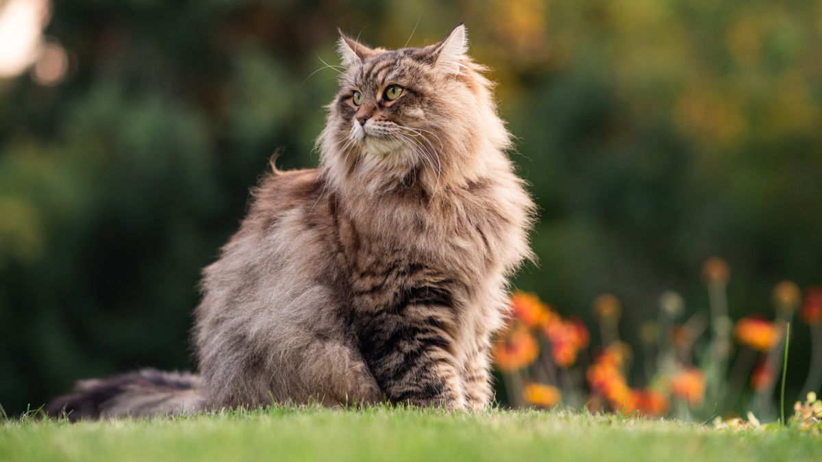 32 quietest cat breeds | PetsRadar