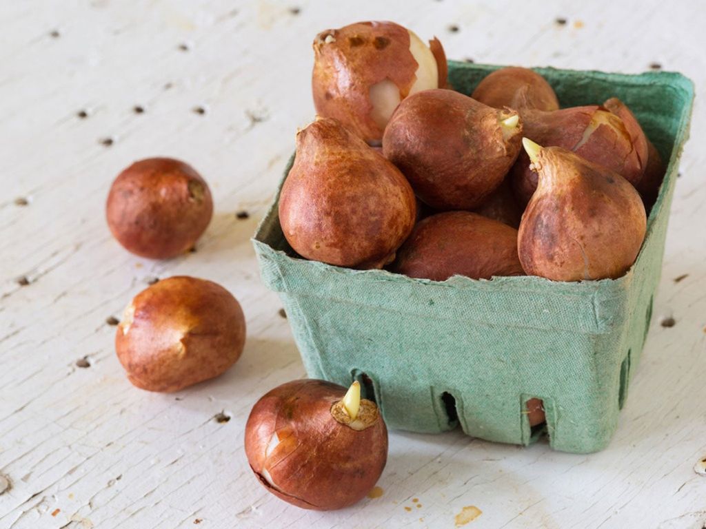 Flower Bulb Storage - How Long Can You Keep Flower Bulbs | Gardening ...