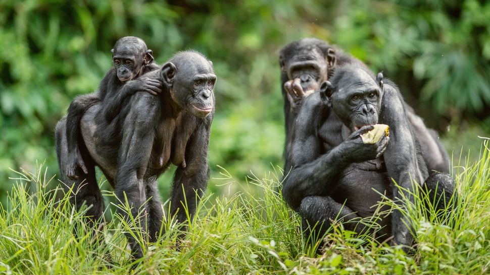 6 animals where females reign supreme | Live Science