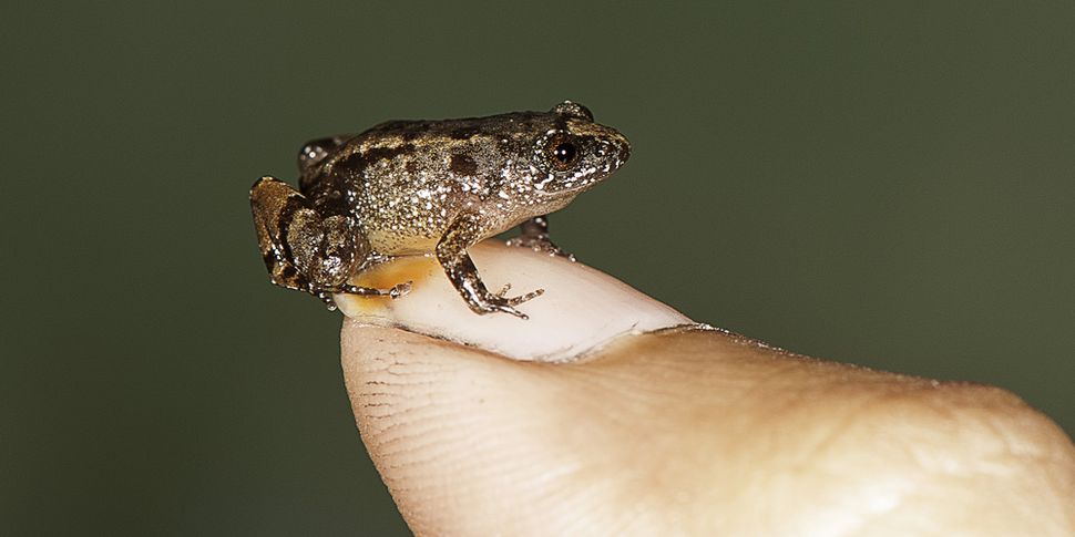 So Tiny! Miniature Frog Species Are Among World's Smallest (Photos ...