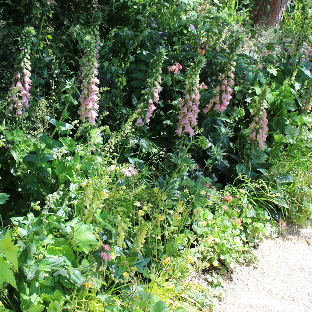 How to grow foxgloves from seed or from plug plants | Ideal Home