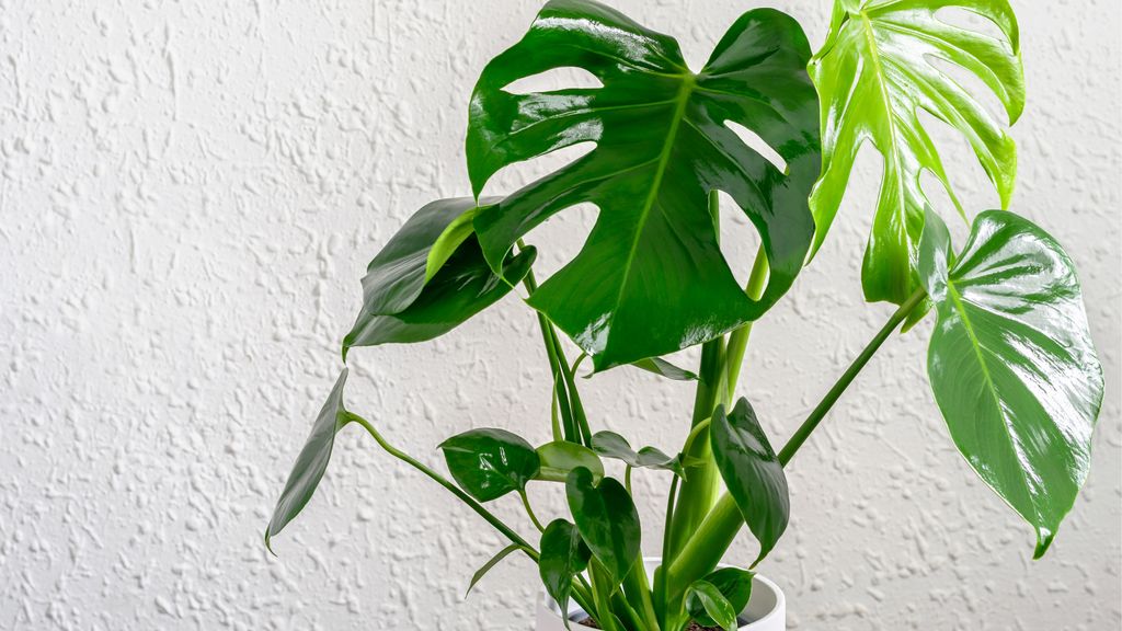 How to care for a monstera plant indoors | Real Homes