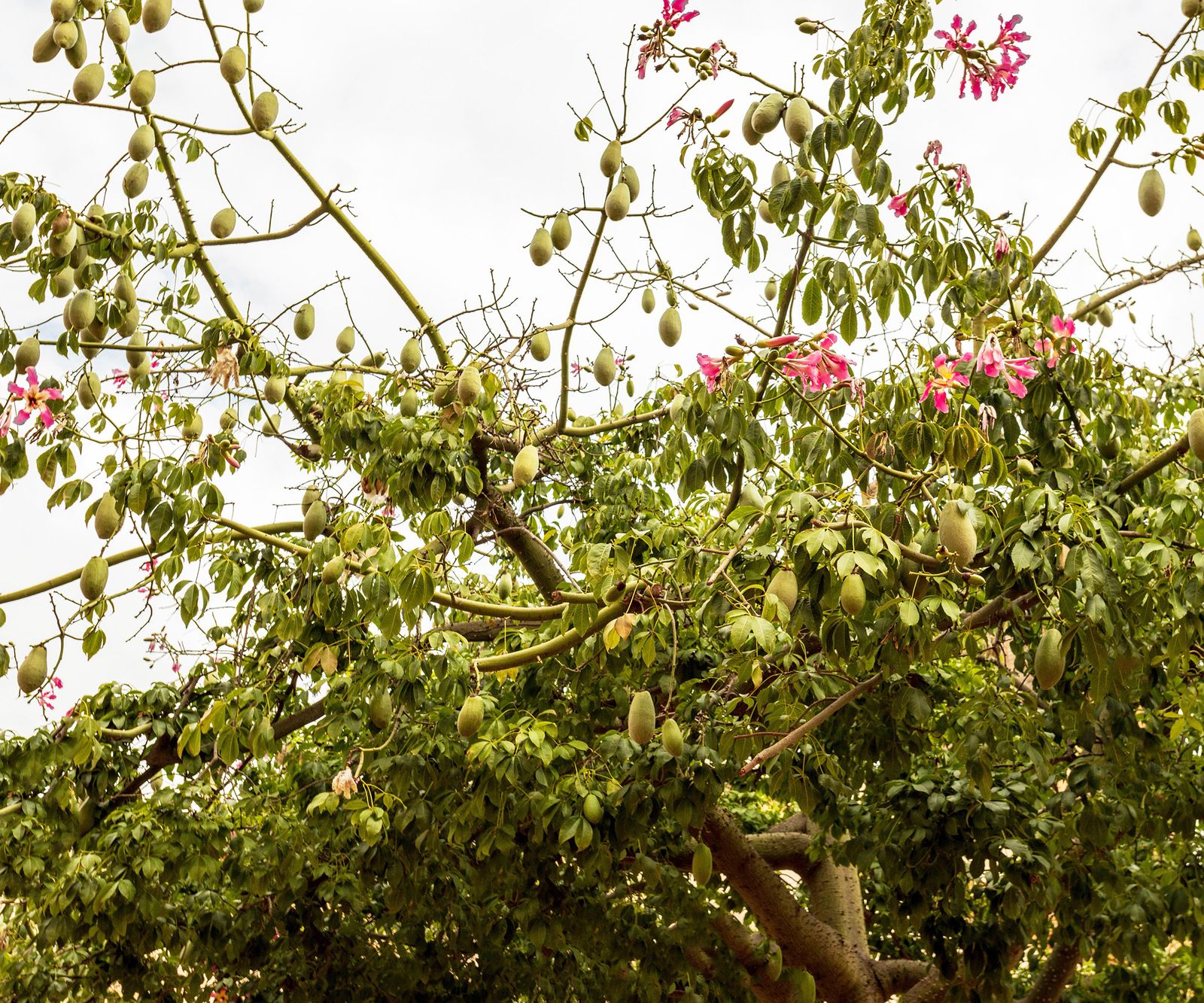 Pawpaw tree care and growing guide –expert tips for success | Homes and ...