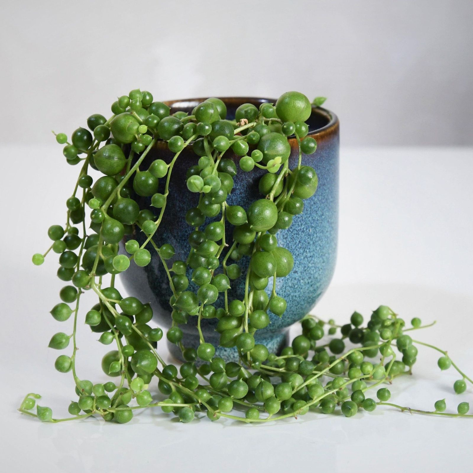 String of pearls care for a green and healthy plant | Ideal Home