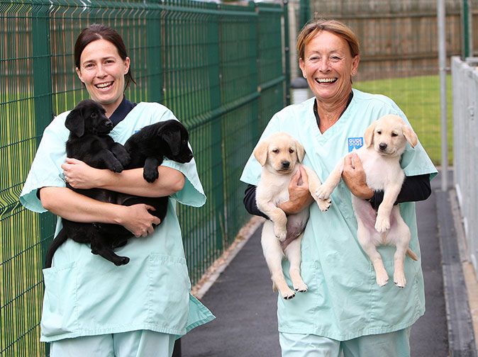The seven stages of life for a guide dog, from puppy to retiree ...