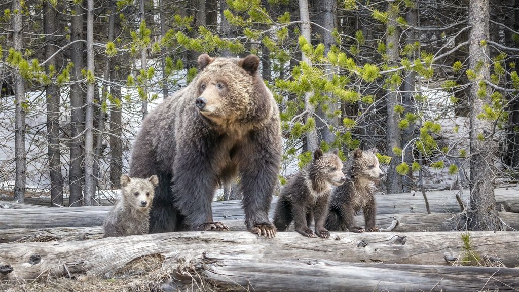Photographers demonstrate the wrong way to snap Yellowstone's most ...