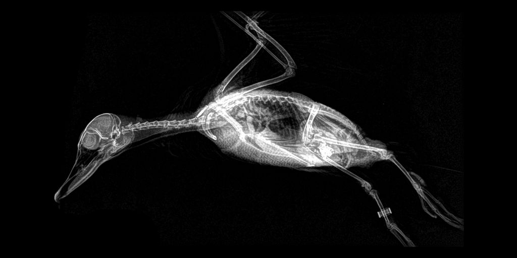 In Photos: Eerie Zoo Animal Skeletons, in X-Rays | Live Science