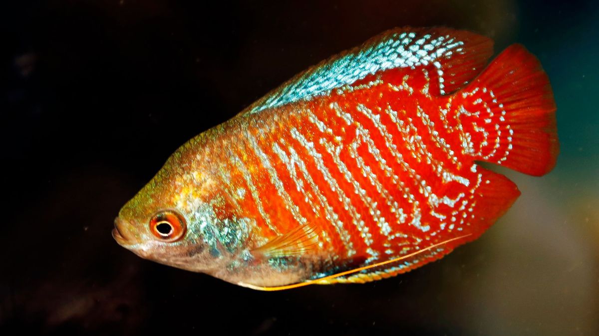 32 best types of fish for first-time owners | PetsRadar