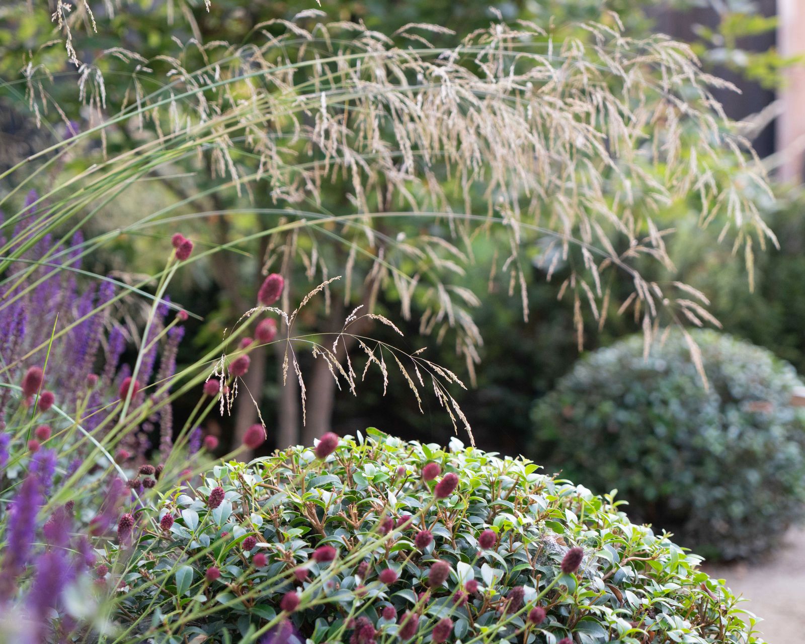 Landscaping with evergreens: 9 ways to use in garden design | Homes and ...