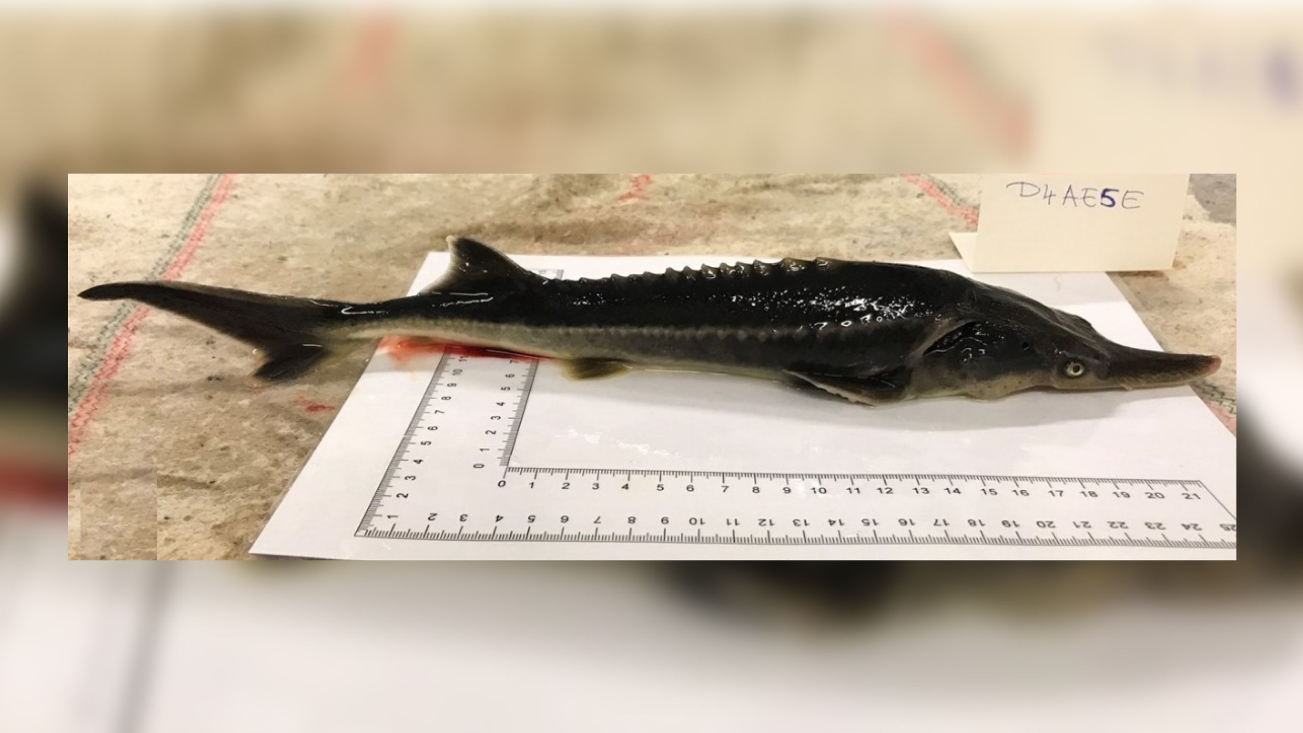 Scientists accidentally create 'impossible' hybrid fish | Live Science