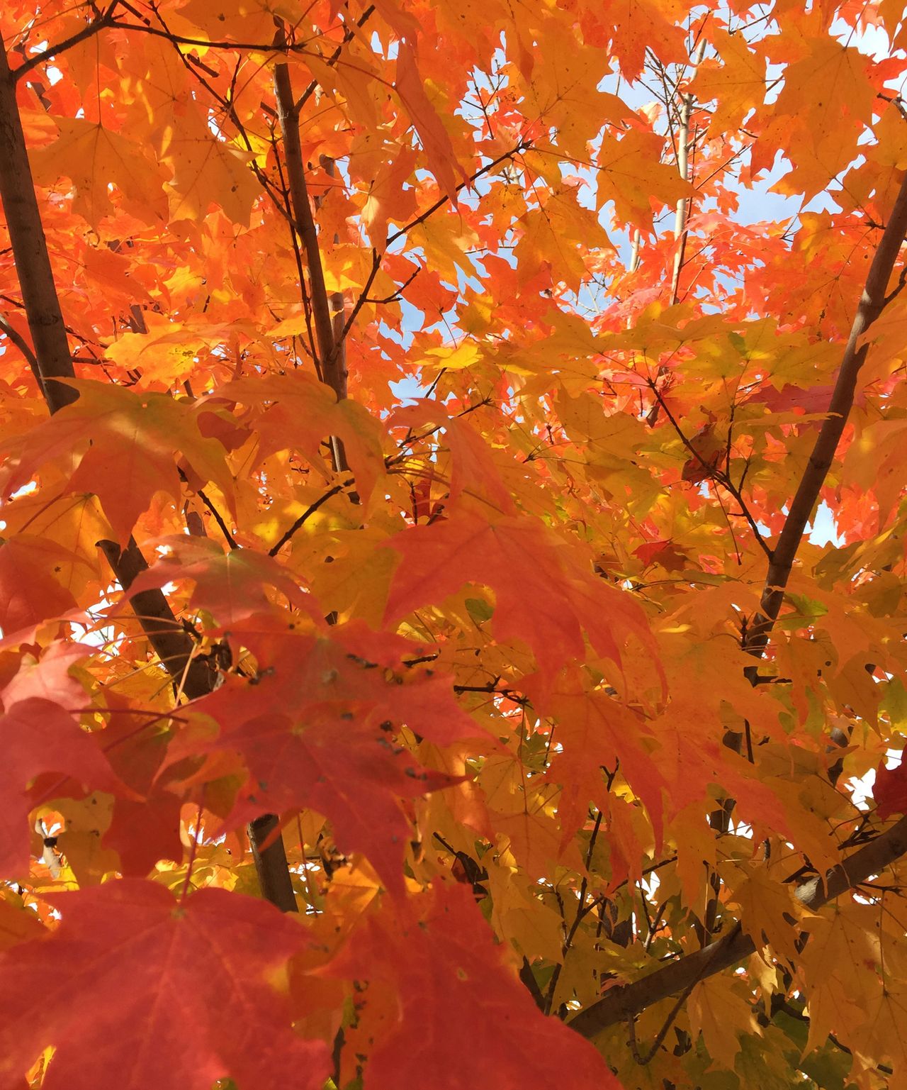 Which maple trees have the best color in fall? | Livingetc