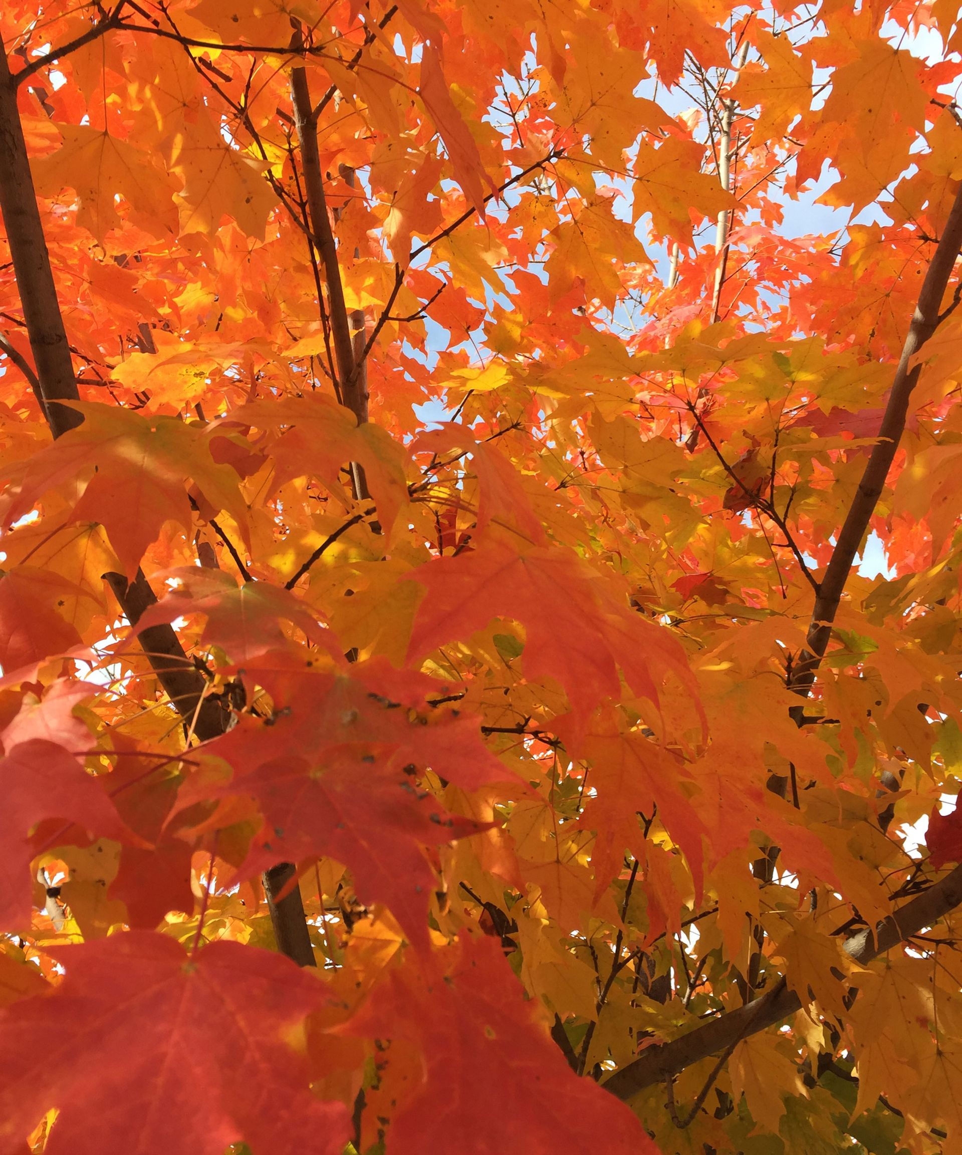 Which maple trees have the best color in fall? | Livingetc