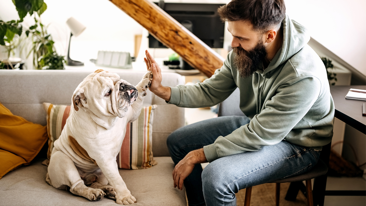 English Bulldog breed: Temperament, care and health | PetsRadar