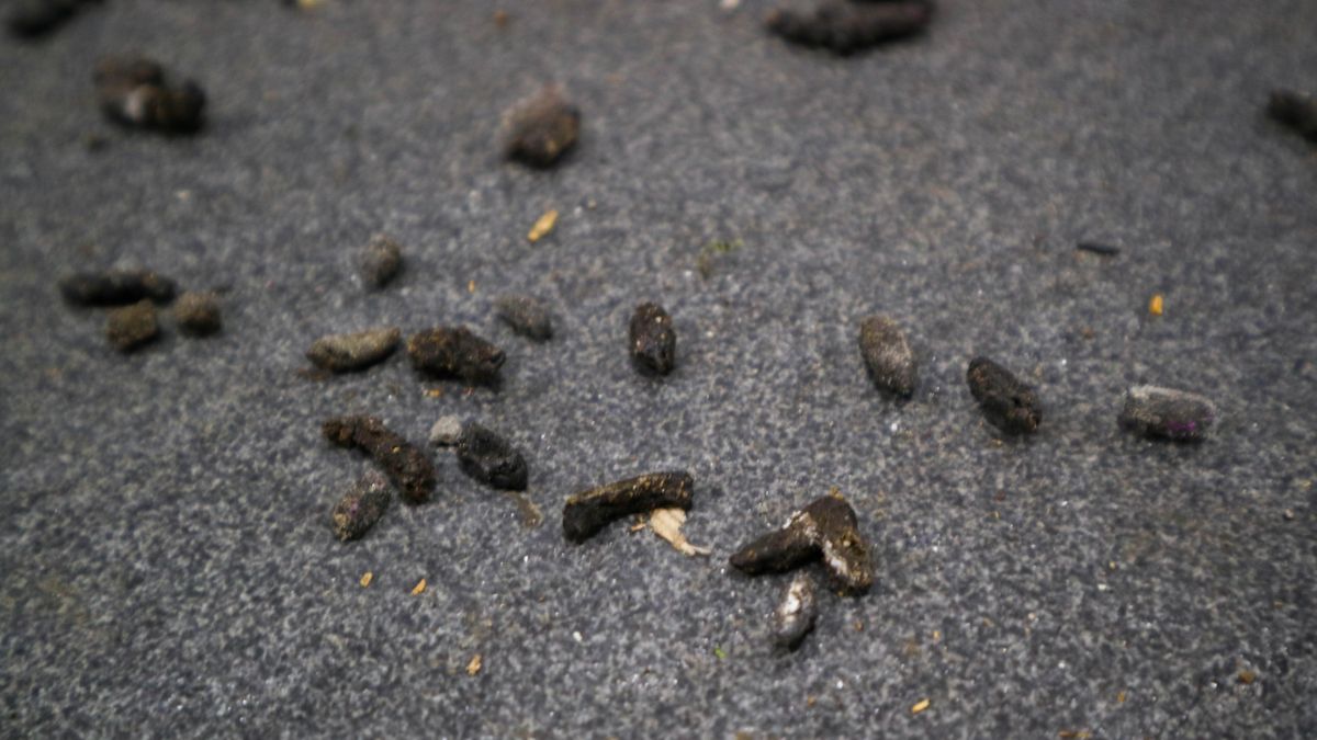 5 ways to tell the difference between mice or rats in your home | Tom's ...