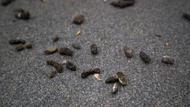 5 ways to tell the difference between mice or rats in your home | Tom's ...