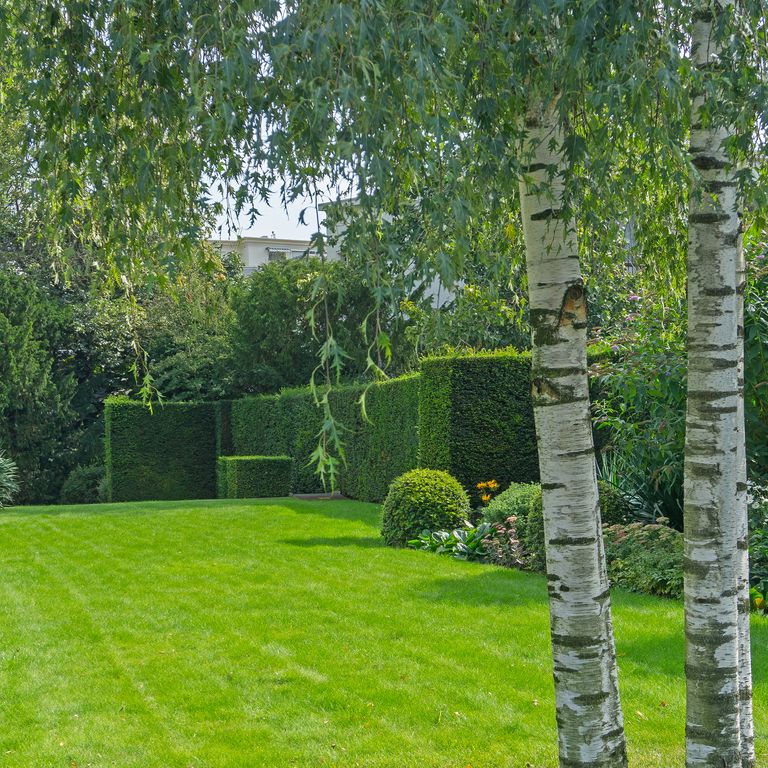 Fast growing privacy trees to block out your neighbours | Ideal Home