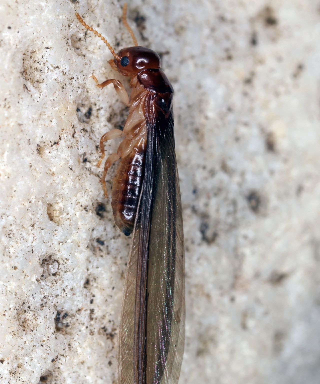 Flying ants vs. termites: How to tell the difference | Real Homes