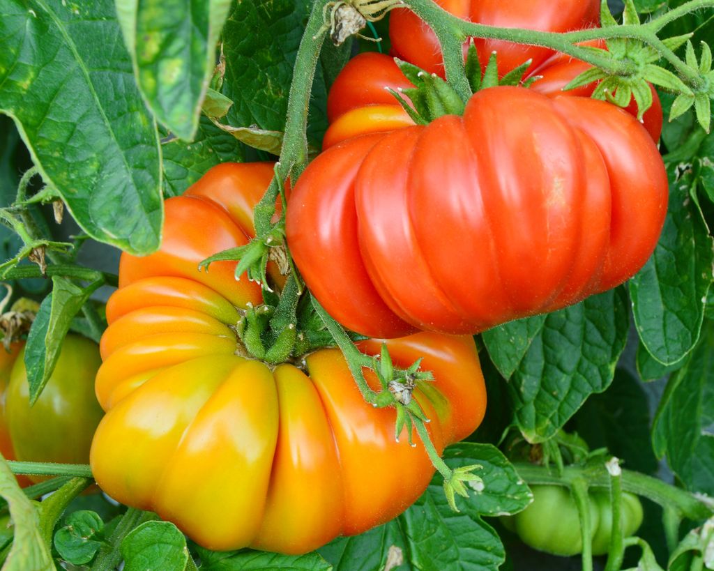 How & When To Pick Tomatoes For Deliciously Ripe Results | Gardening ...