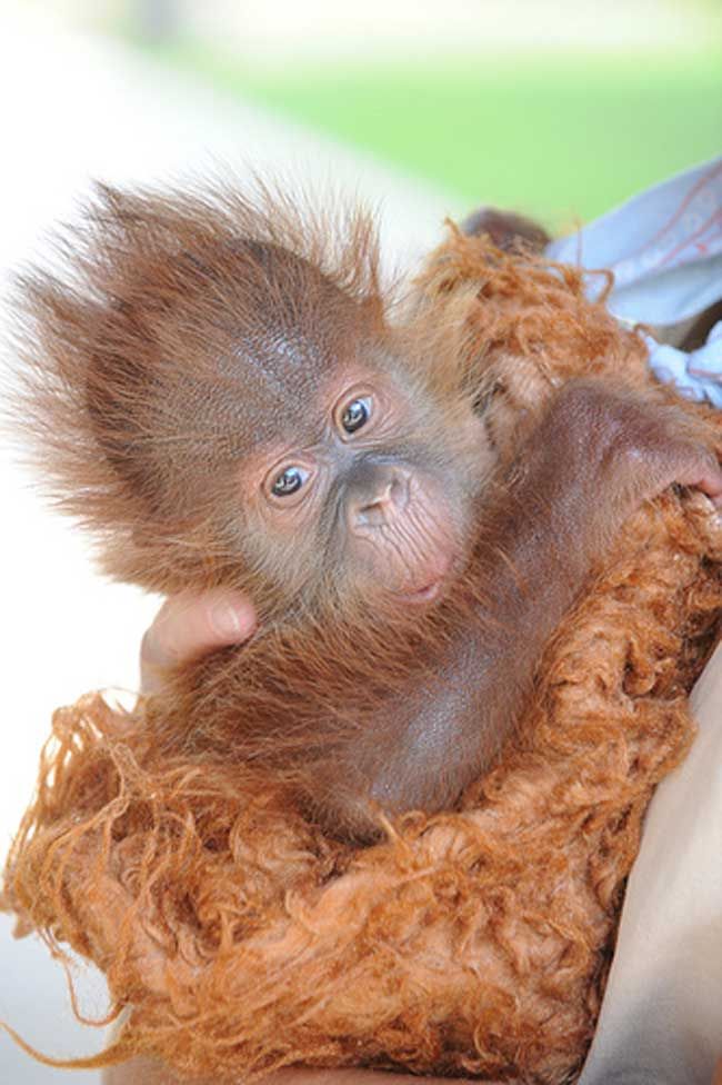 Photos: World's Cutest Baby Wild Animals | Live Science