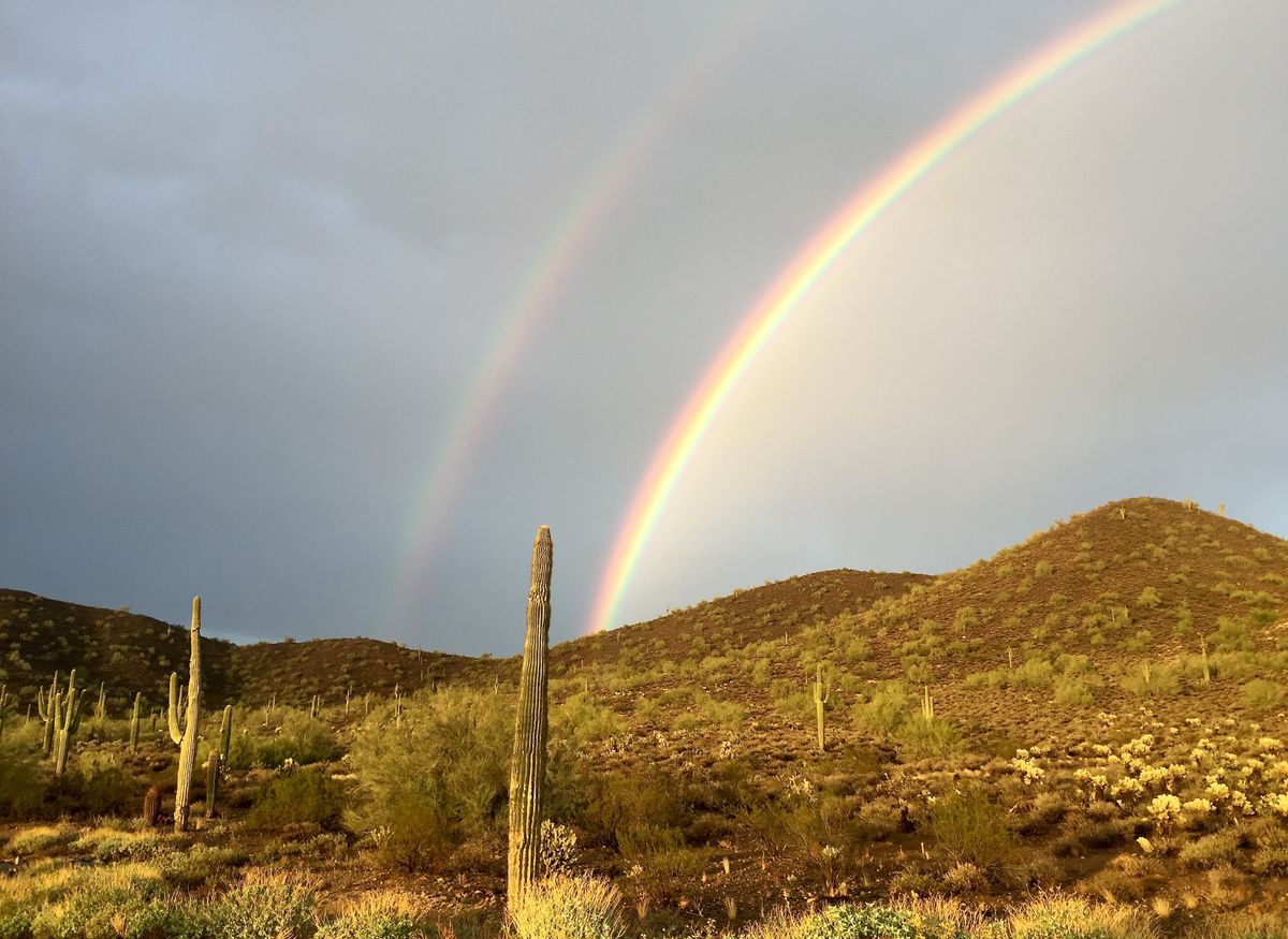 Photos: Amazing Insects of the North American Deserts | Live Science