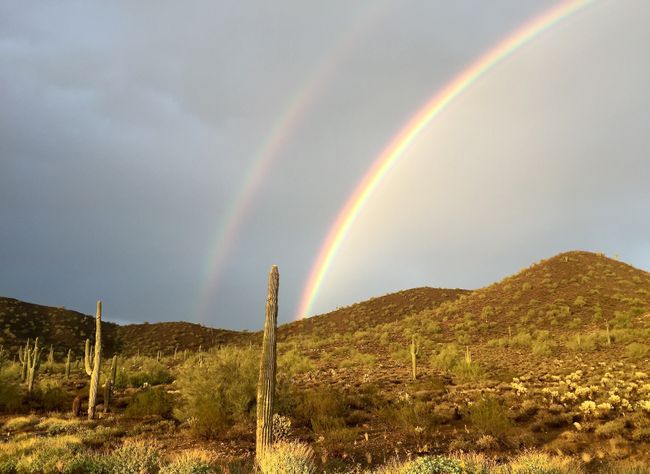 Photos: Amazing Insects of the North American Deserts | Live Science