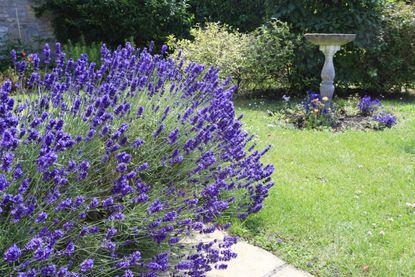 How to Winterize Lavender in 3 Simple Steps | Livingetc