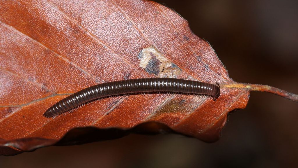 How to get rid of millipedes and keep them out of your home | Homes and ...