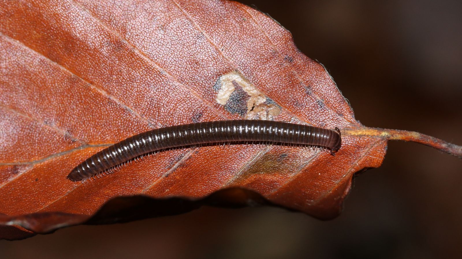 How to get rid of millipedes and keep them out of your home | Homes and ...