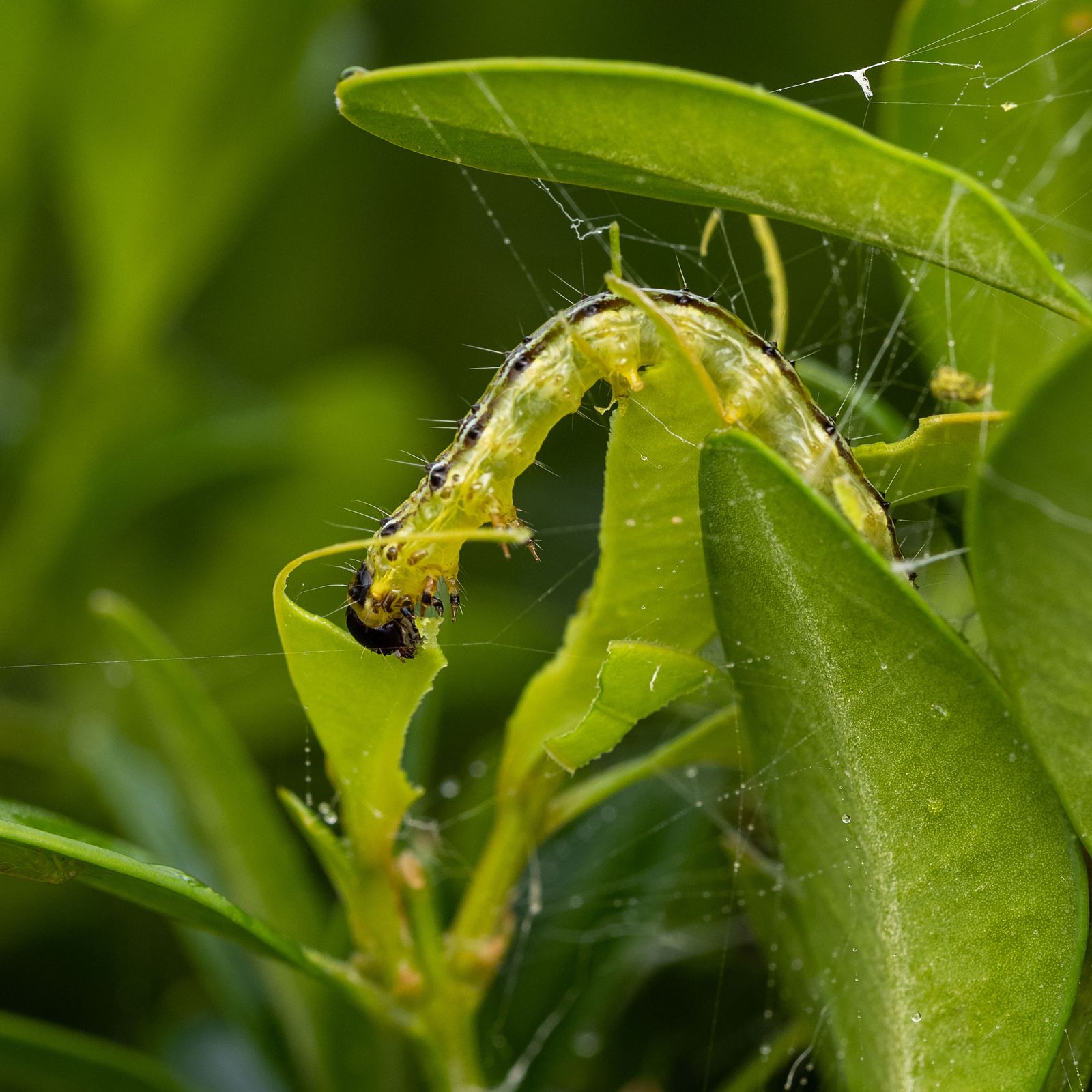 What are box tree caterpillars? And how to get rid of them | Ideal Home