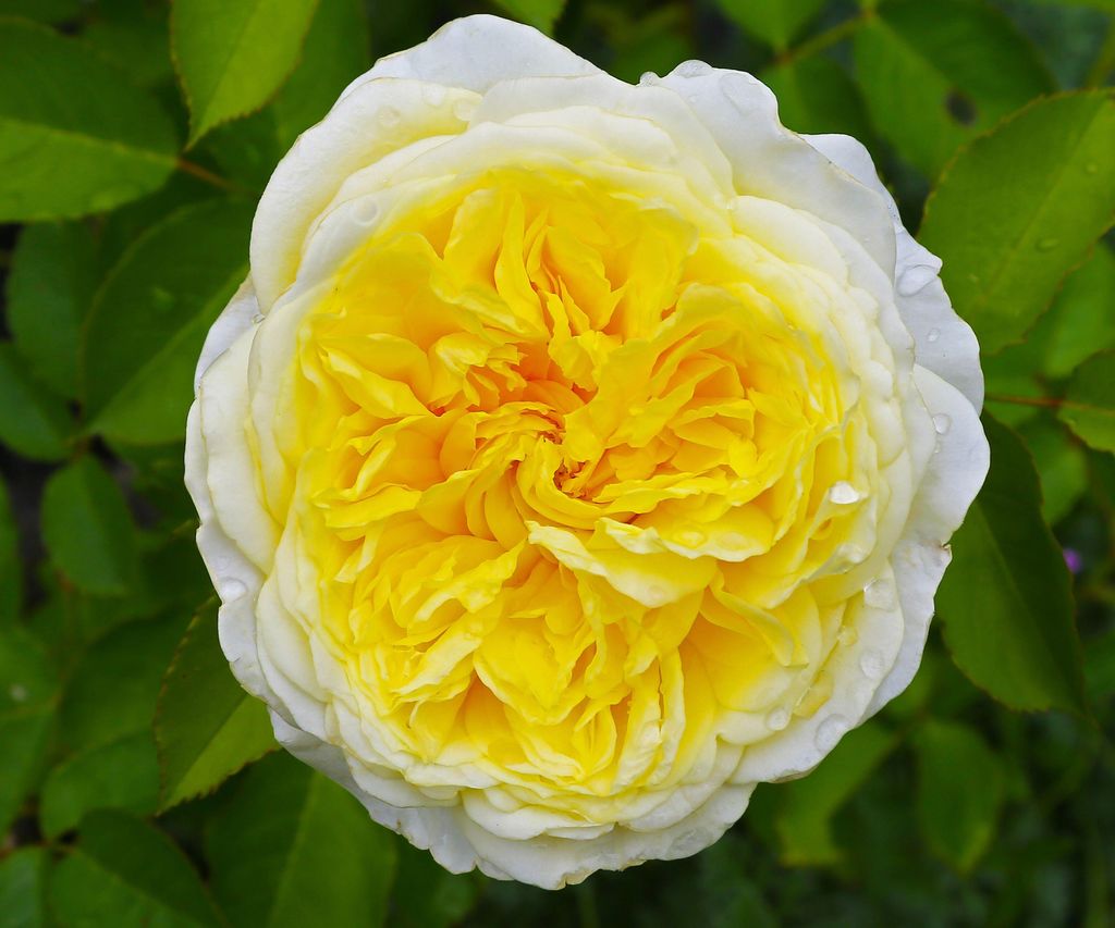 Best climbing roses: 12 romantic plants for scent and color | Homes and ...
