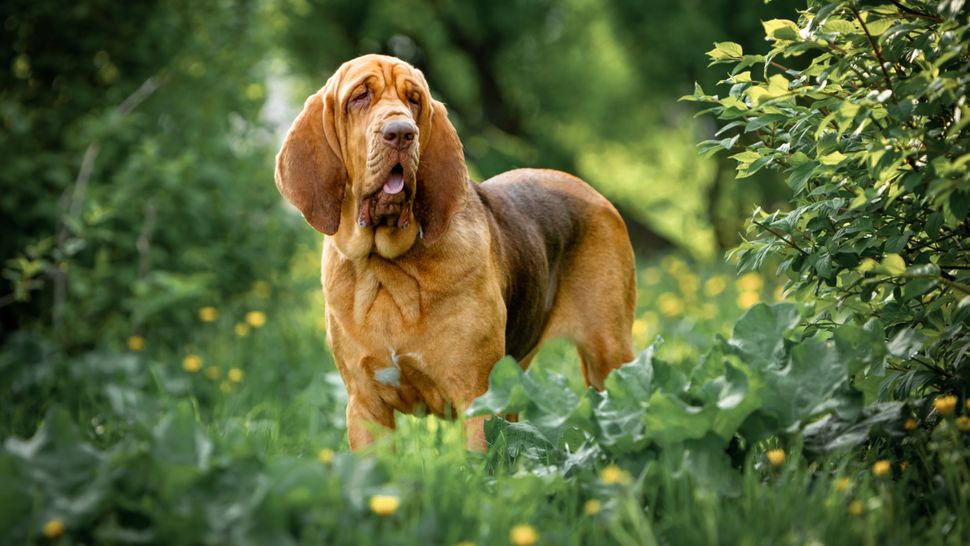 Bloodhound: Breed profile and information | PetsRadar