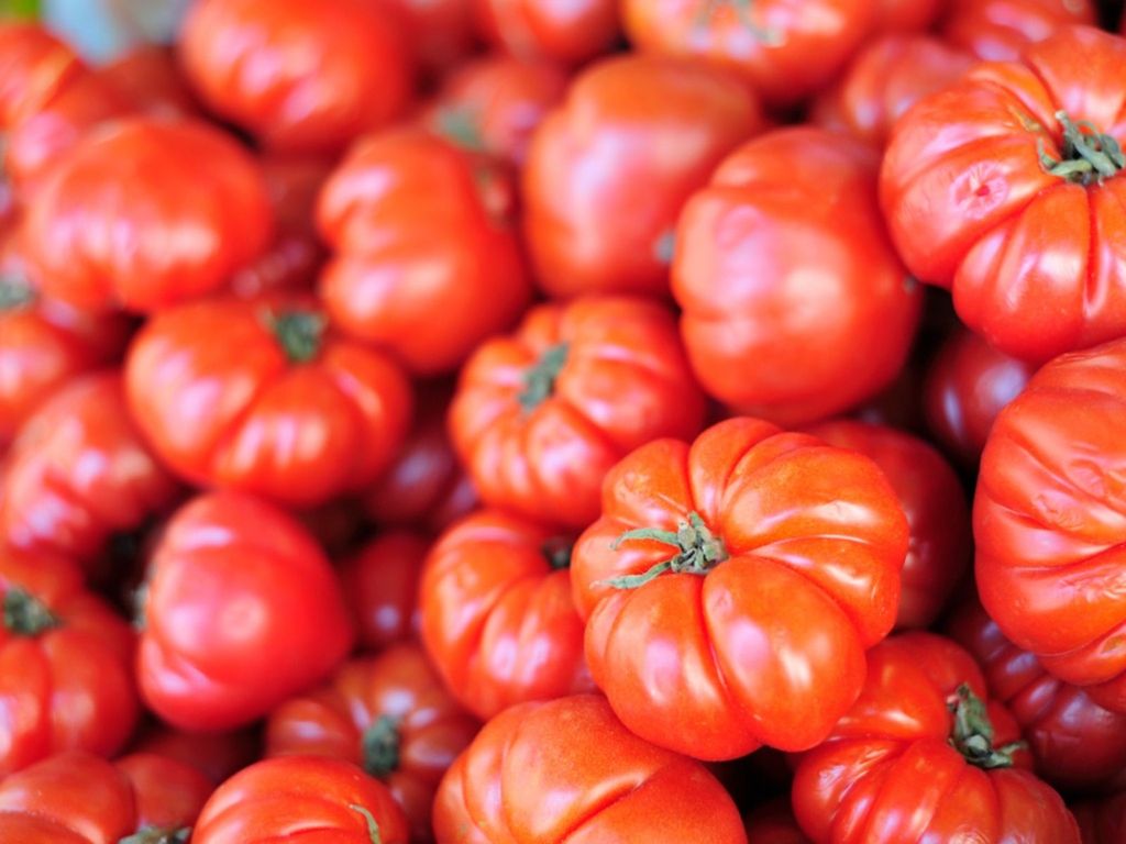 Planting Beefsteak Tomatoes: How To Grow Beefsteak Tomatoes | Gardening ...