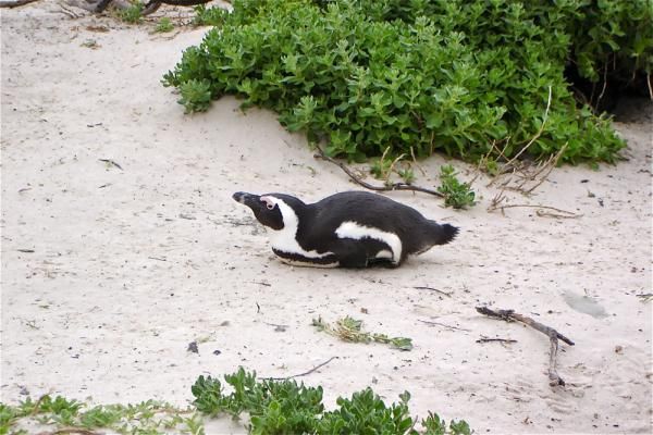 African Penguins Thrive on Cape of Good Hope | Live Science
