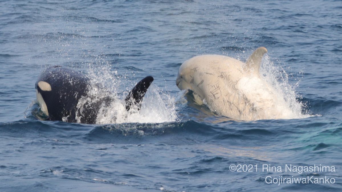 In rare wildlife encounter, whale watchers spot two white killer whales ...