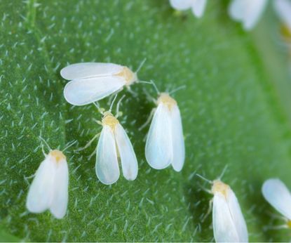 How to get rid of whiteflies on houseplants: 5 simple steps | Homes and ...
