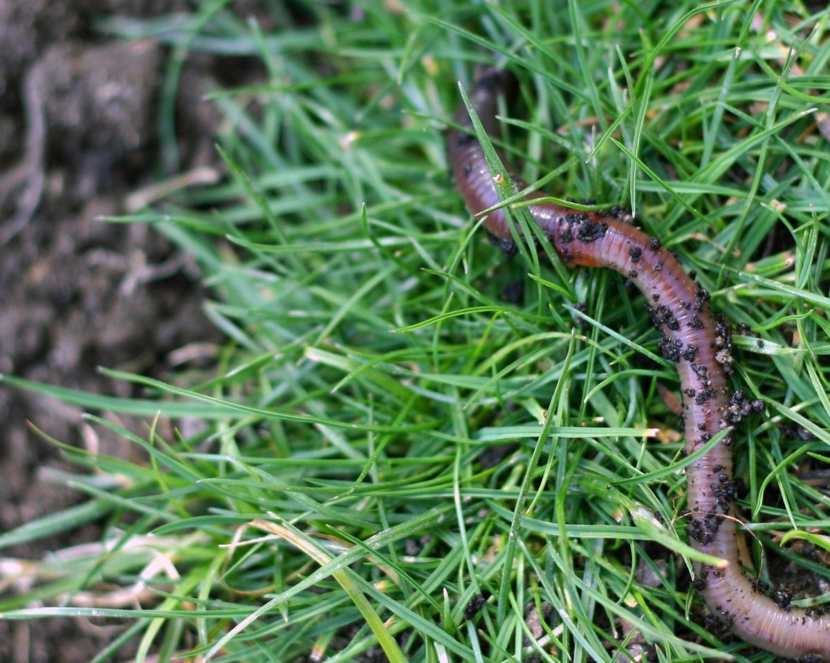 An ode to the worm: ‘The intestines of the earth‘, 6,000 species, 600 ...